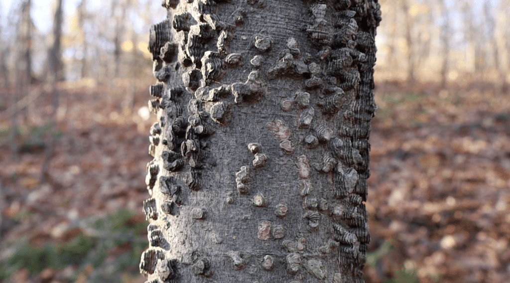 How to Identify 4 NYC Native Trees by Their Bark - Natural Areas ...