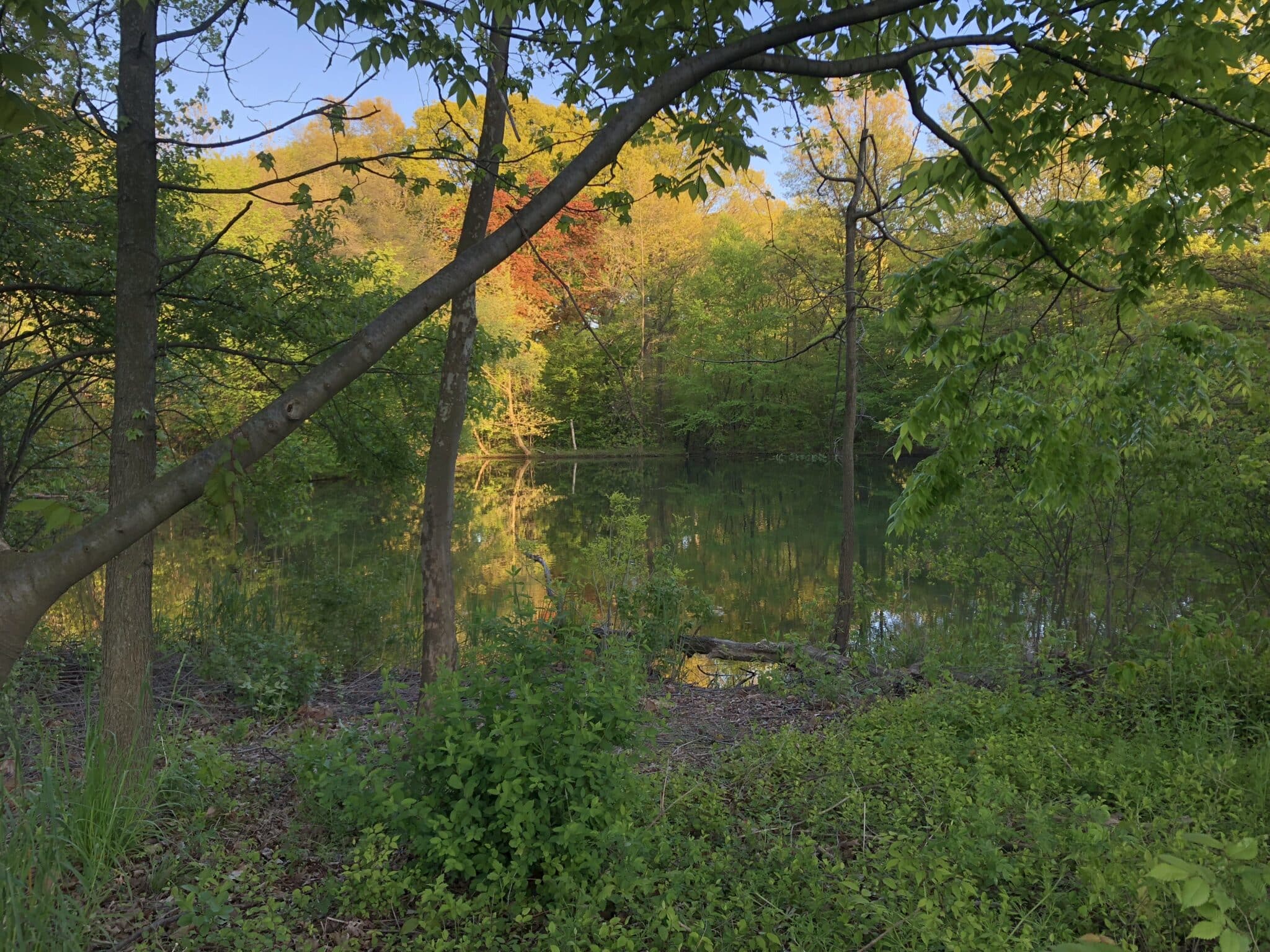Cooling Cities: How Forests and Urban Natural Areas Cool Our Cities in ...