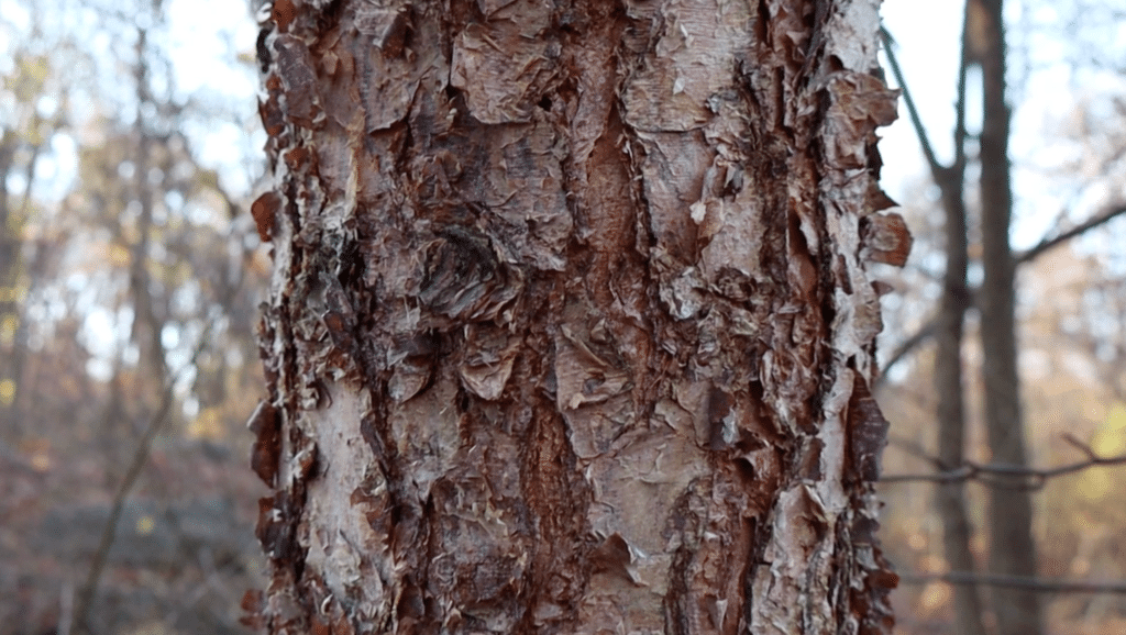 How to Identify 4 NYC Native Trees by Their Bark - Natural Areas ...