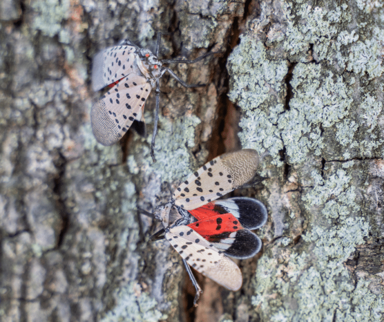The Ecological Impact of NYC's Spotted Lanternflies - Natural Areas ...