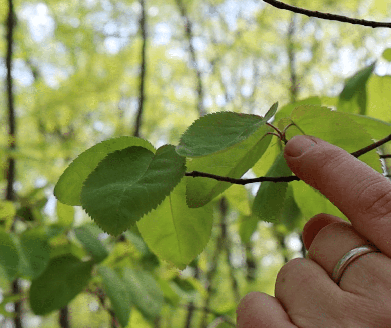 How to Identify Trees by Their Leaves - Natural Areas Conservancy