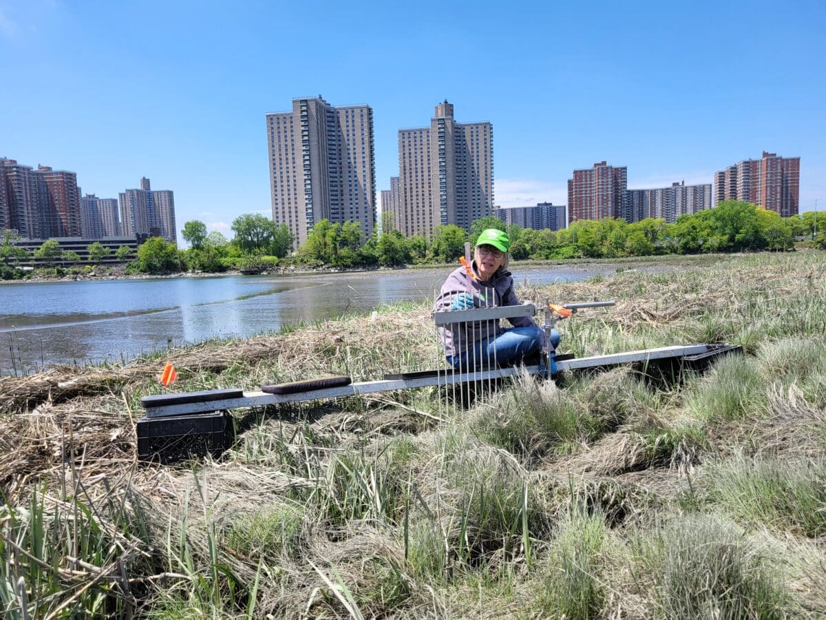 A New Ecological Assessment is Underway. What Does That Mean for NYC’s ...