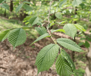 How to Identify Trees by Their Leaves - Natural Areas Conservancy
