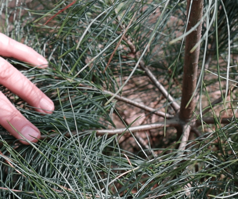 How to Identify Trees by Their Leaves - Natural Areas Conservancy