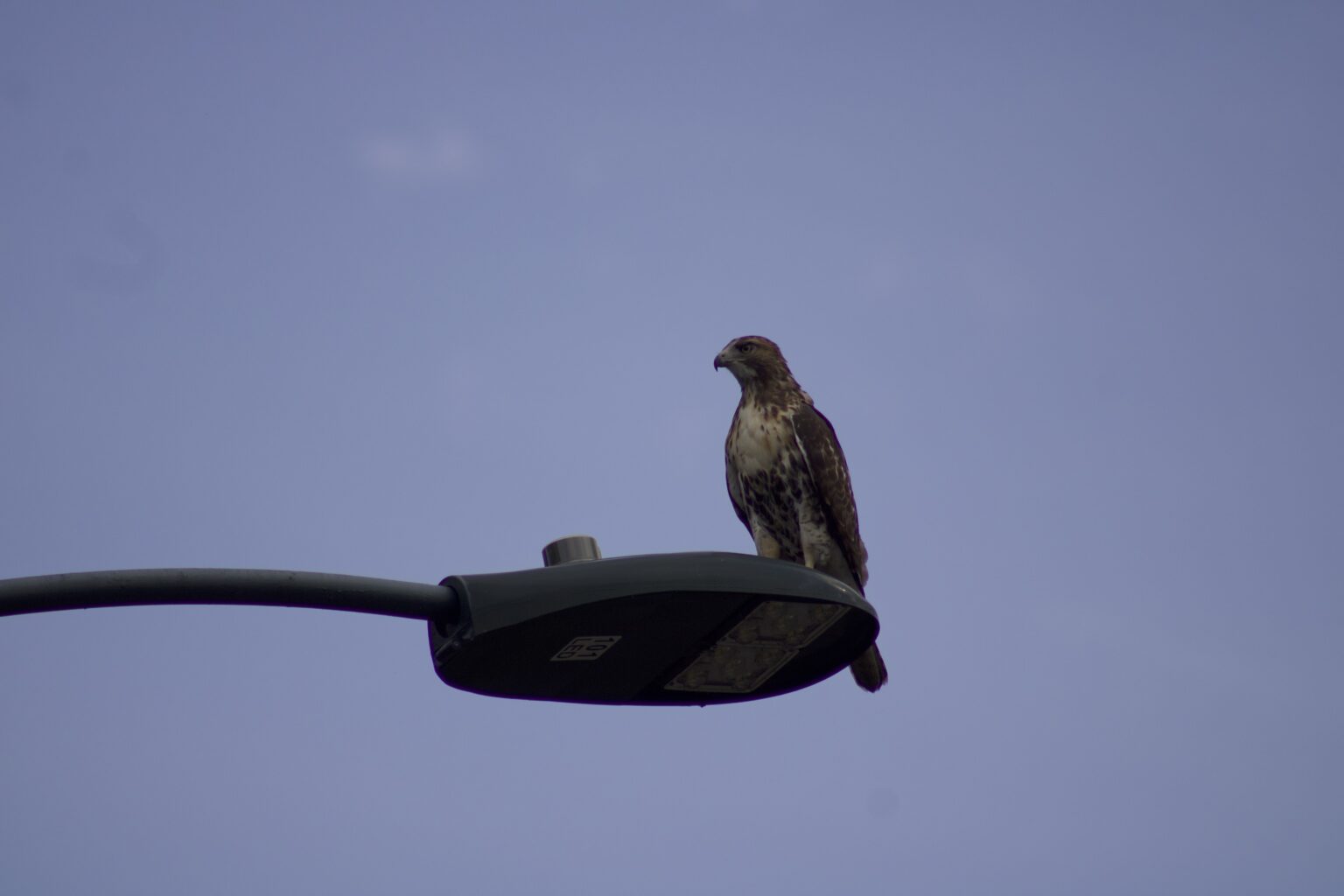 The 5 Best Natural Areas in NYC for Birdwatching During Fall Migration ...