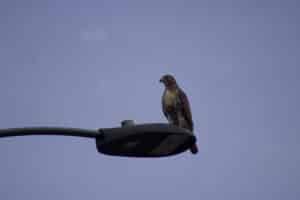 The 5 Best Natural Areas in NYC for Birdwatching During Fall Migration ...