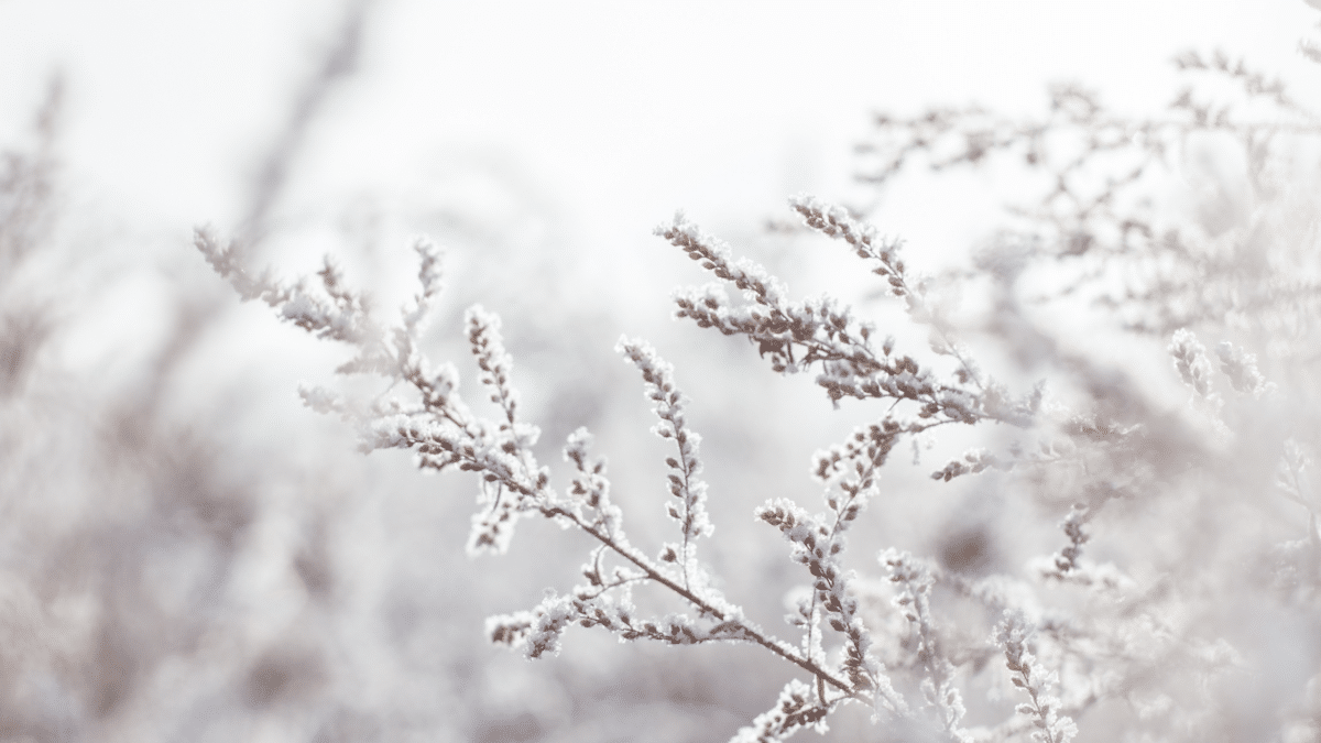 How do Plants Survive Winter? - Natural Areas Conservancy