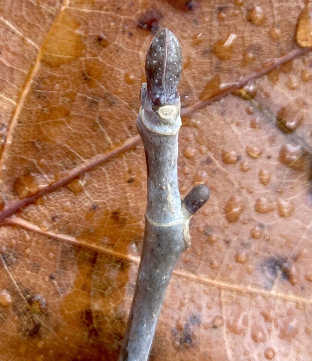 How to Identify 5 NYC Trees by Winter Terminal Buds - Natural Areas ...