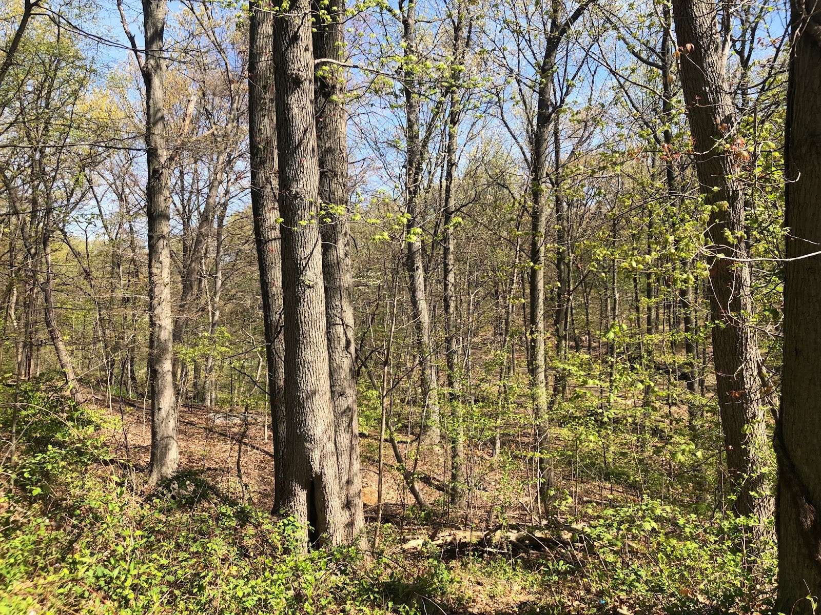 NYC’s Forests, 10 Years Later: 4 Early Takeaways from Our Second Forest ...