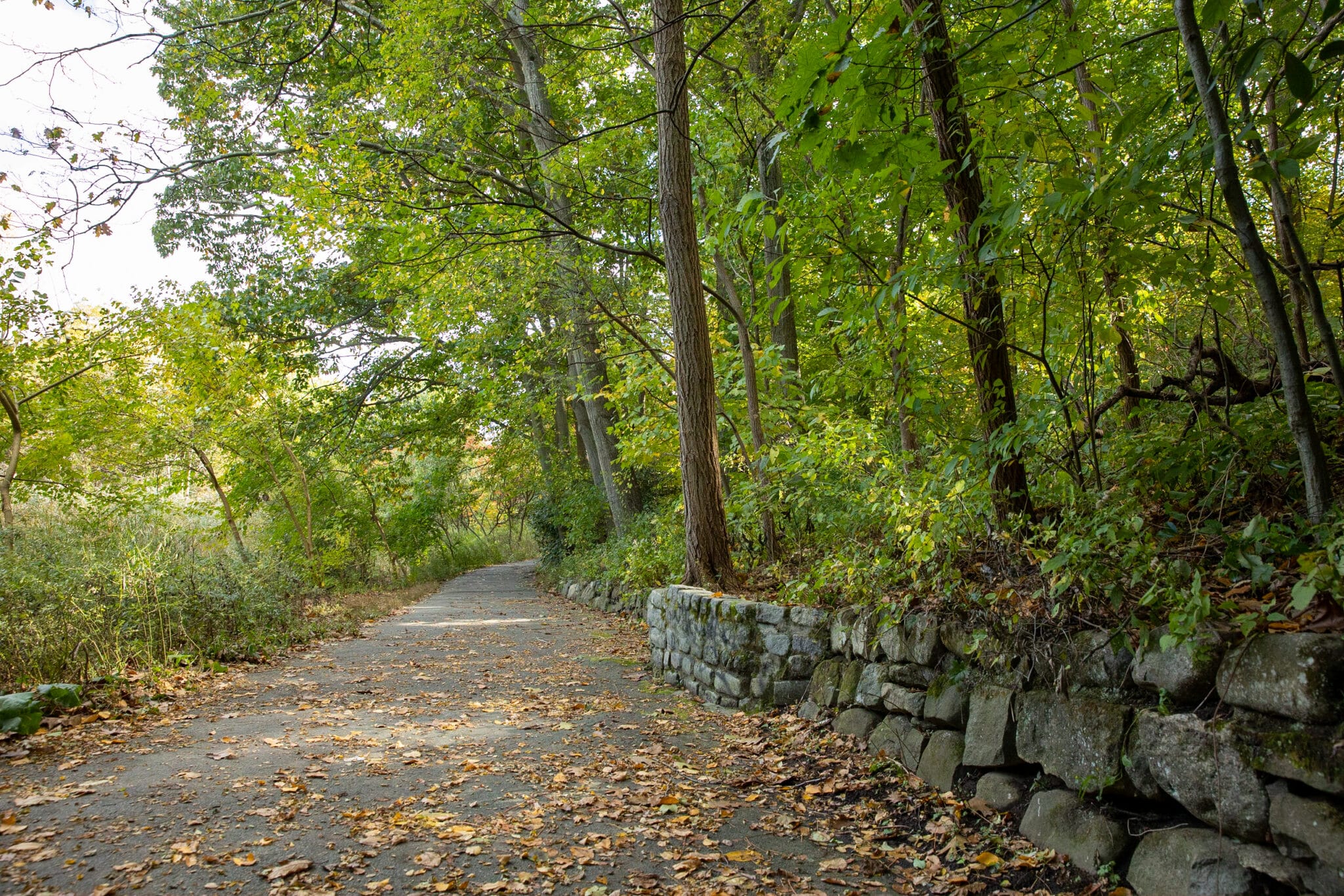 Climate Week 2024 Round-up: Natural Areas Events in NYC - Natural Areas ...