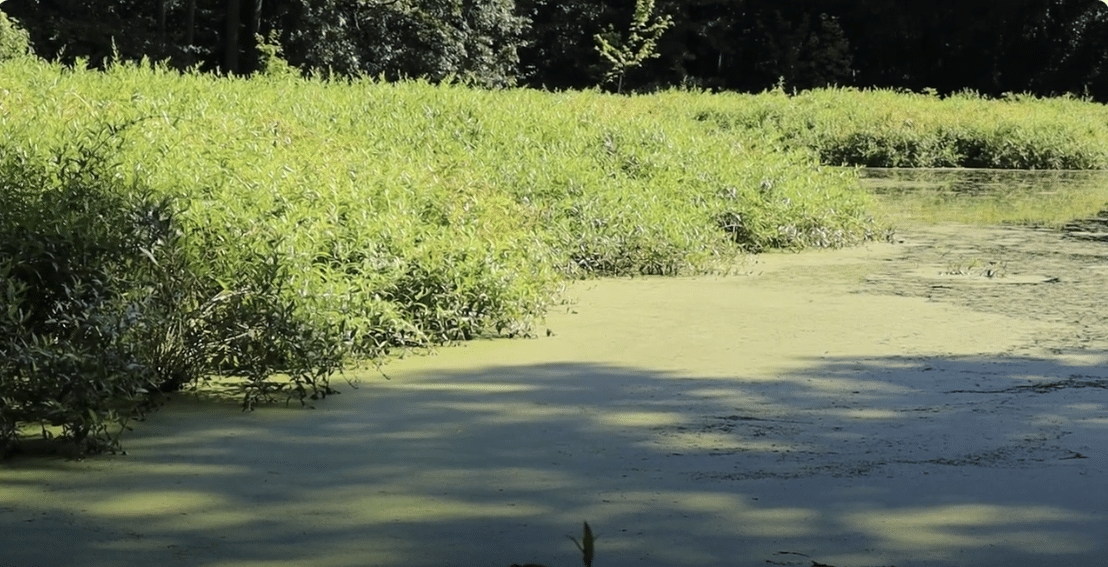 4 Different Types of Wetlands and Where in NYC to Visit Them - Natural ...