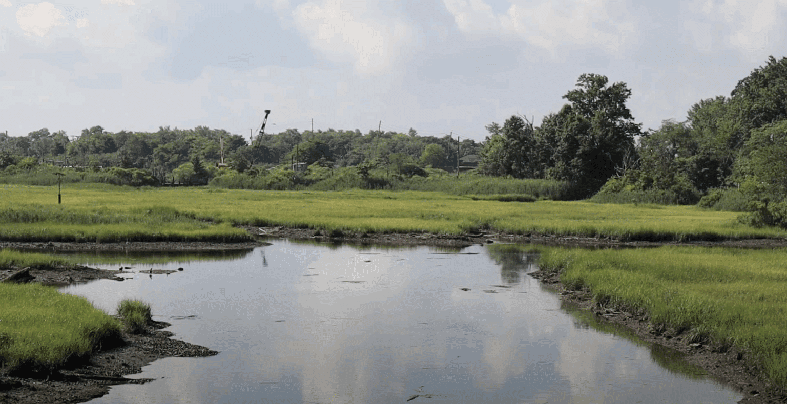 4 Different Types of Wetlands and Where in NYC to Visit Them - Natural ...