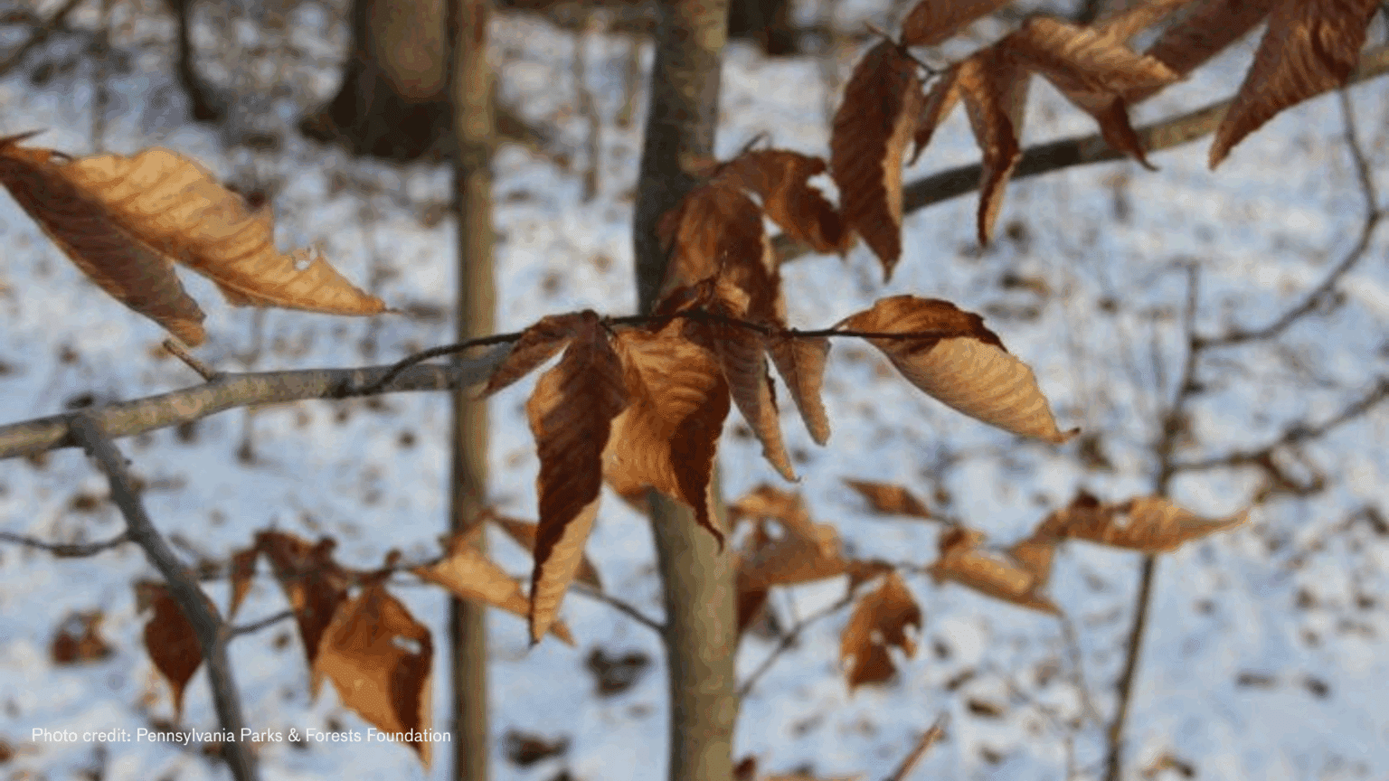 What is Marcescence? See The Phenomenon in These 3 NYC Trees! - Natural ...