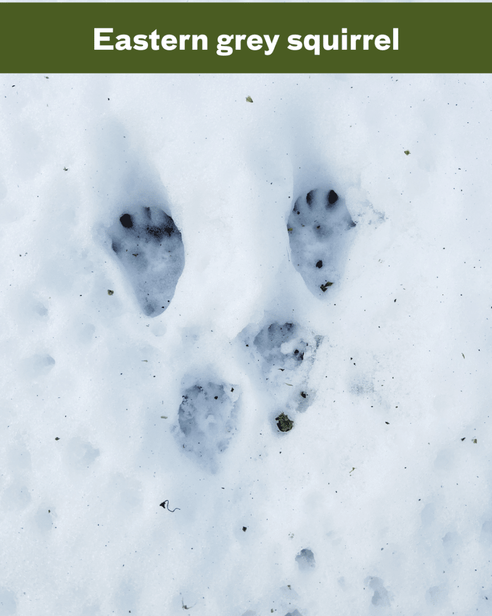 How to Identify Animal Tracks in Snow - Natural Areas Conservancy