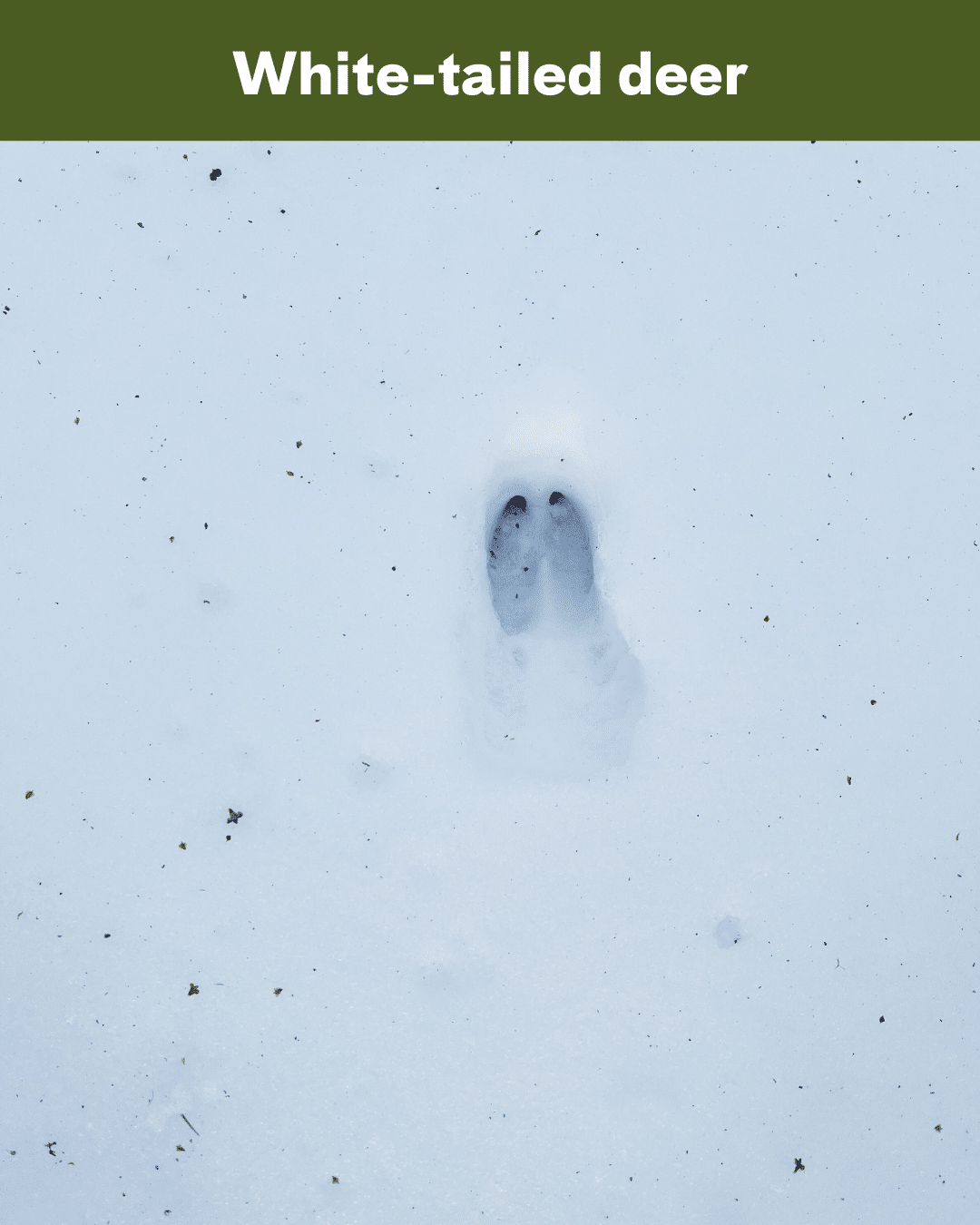 How to Identify Animal Tracks in Snow - Natural Areas Conservancy