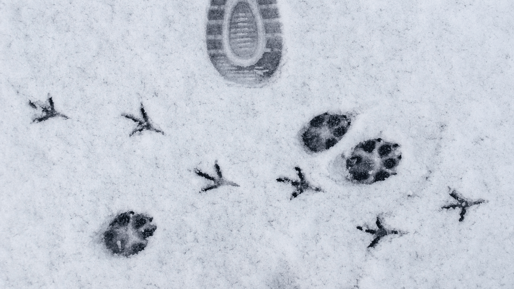 How to Identify Animal Tracks in Snow - Natural Areas Conservancy